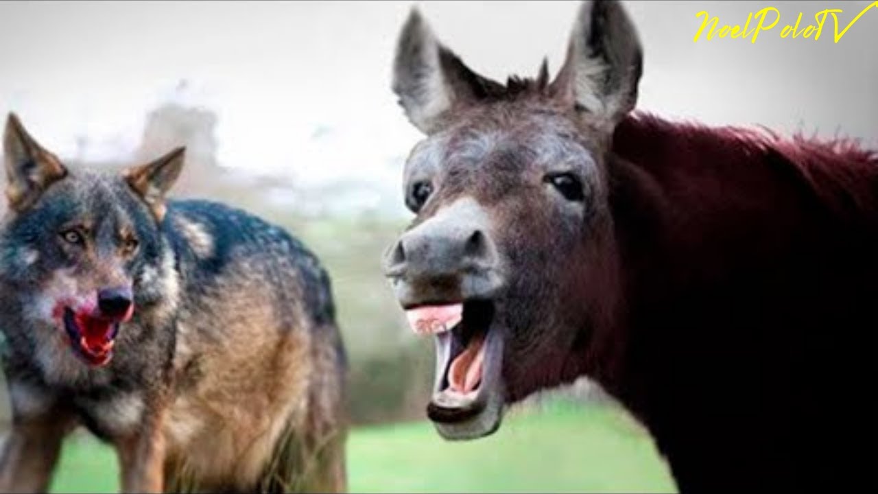 Nabuong Pagkakaibigan ng Lobo at ng Asno. - YouTube