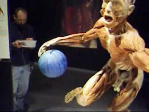 The Body World Exhibit - YouTube