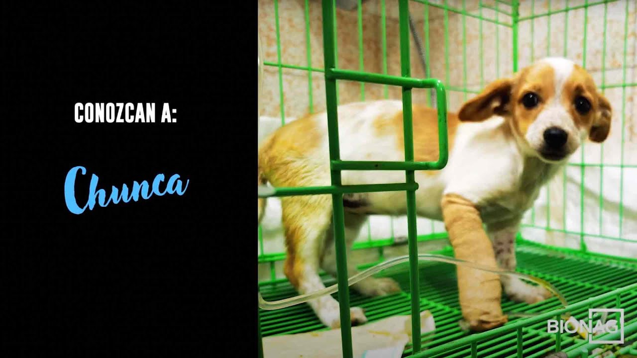 Caso de PARVOVIRUS tratado con #NAGPET // Episodio 2: CHUNCA - YouTube