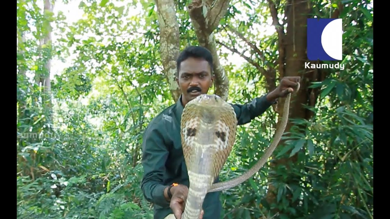 Vava Suresh's Snake Master Onam Special EP 186 | Cobra - Green Tree ...