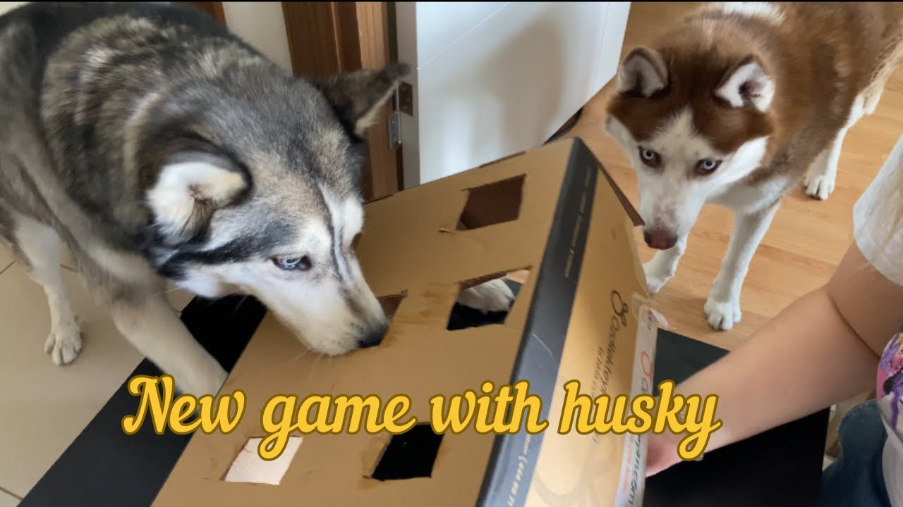 New Game With Huskies - YouTube