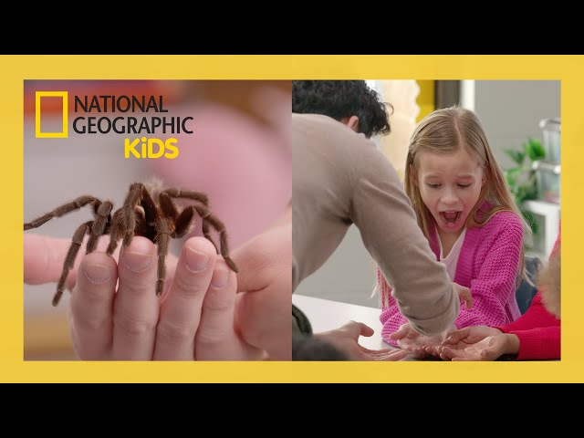 Kids REACT to REAL Bugs | A Real Bug's Life S2 | @natgeokids - Videos ...