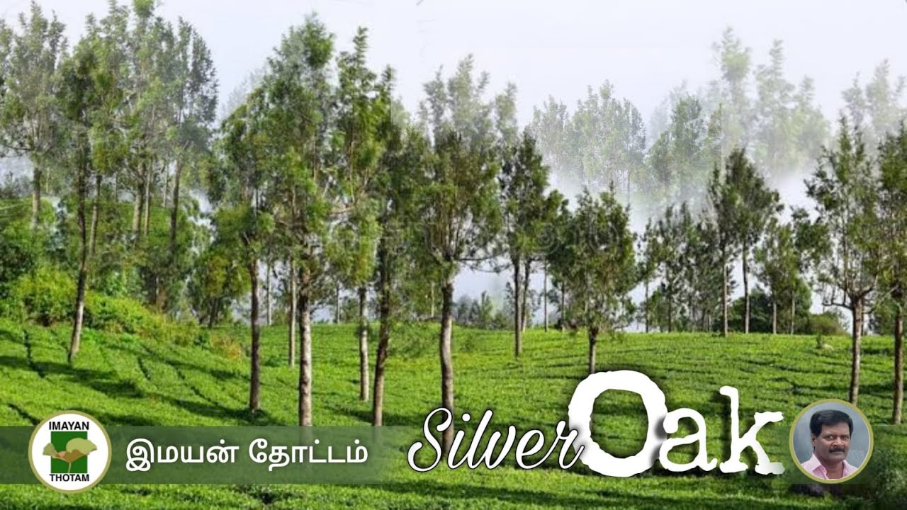 வருமானத்தை அதிகமாக ஈட்டித்தரும் மரம் | silver oak - YouTube