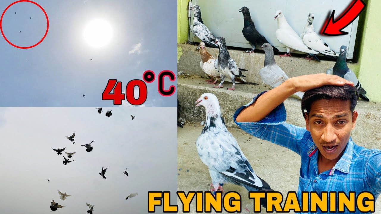 Flying Training Summer Season 40• 🥵 Pigeon video | kabootar ki video ...