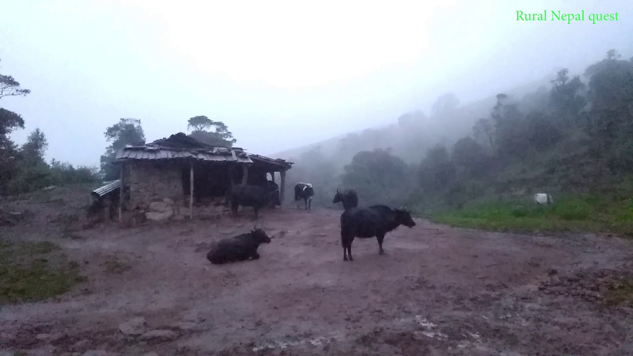 Only Sixteen seconds || Himalayan Cow Hut in the evening - YouTube