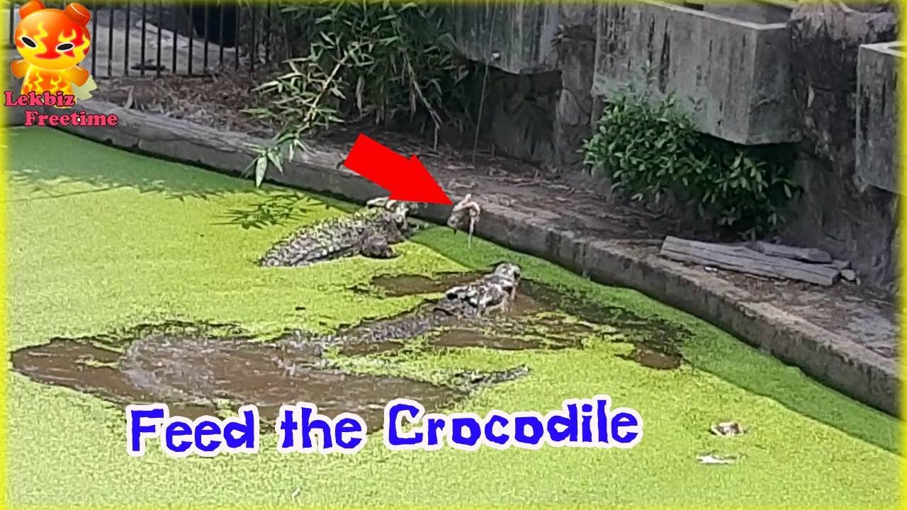 Watch crocodile tricking and feeding - YouTube