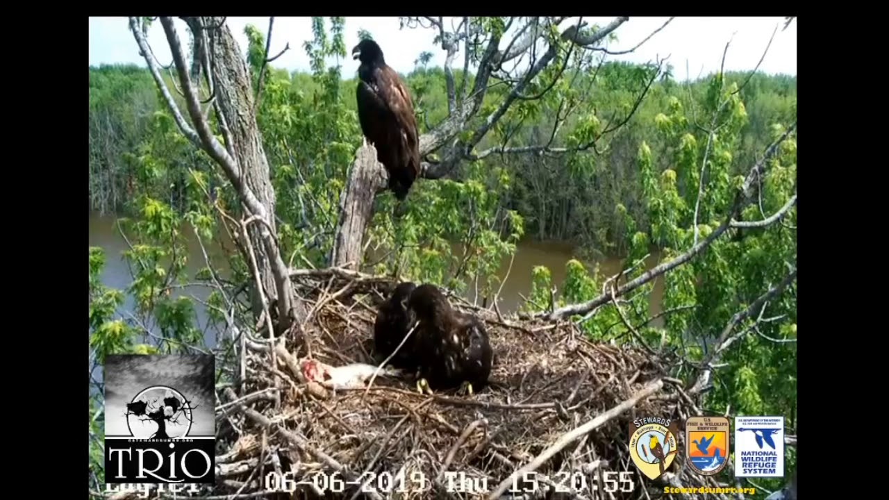 Trio Eagle Nest - 6/6/19 - Accidental fledge by #3 - YouTube