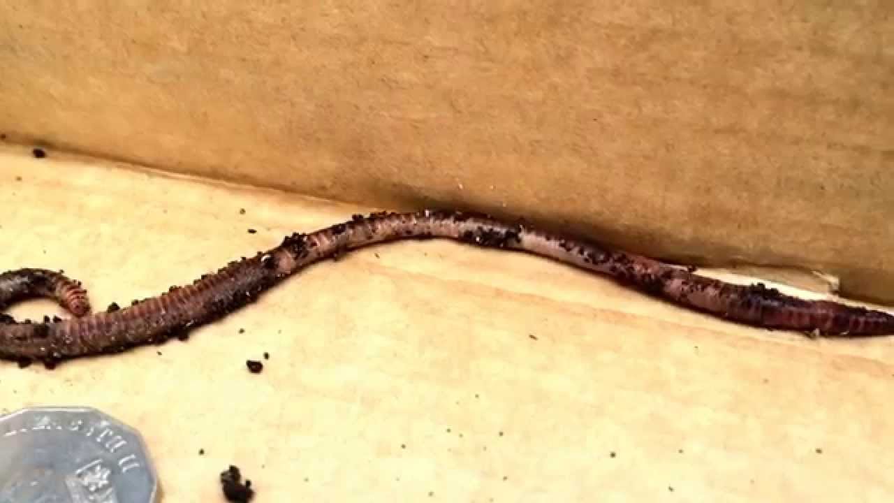European Nightcrawler Worm or Scrub Worm? - YouTube