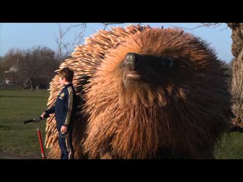 Giant Hedgehog unveiled in London Park - YouTube