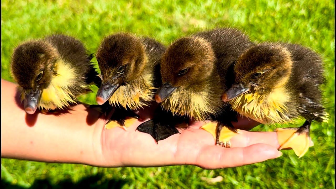 Cute Ducklings Grew Up Fast | Duck Story - YouTube