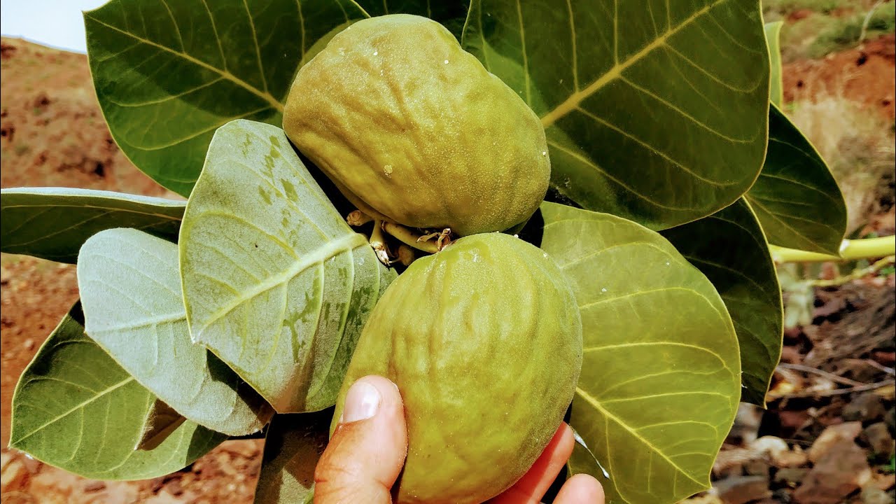 Apple of Sodom (Calotropis procera) - a truely biblical fruit - YouTube