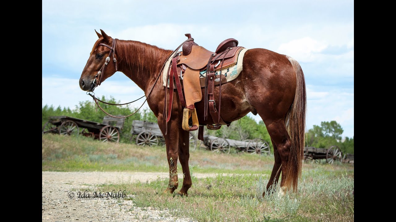 SOLD--Diego 2016 son of Cat Belue X Smart Lil Ricochet Daughter. Very ...