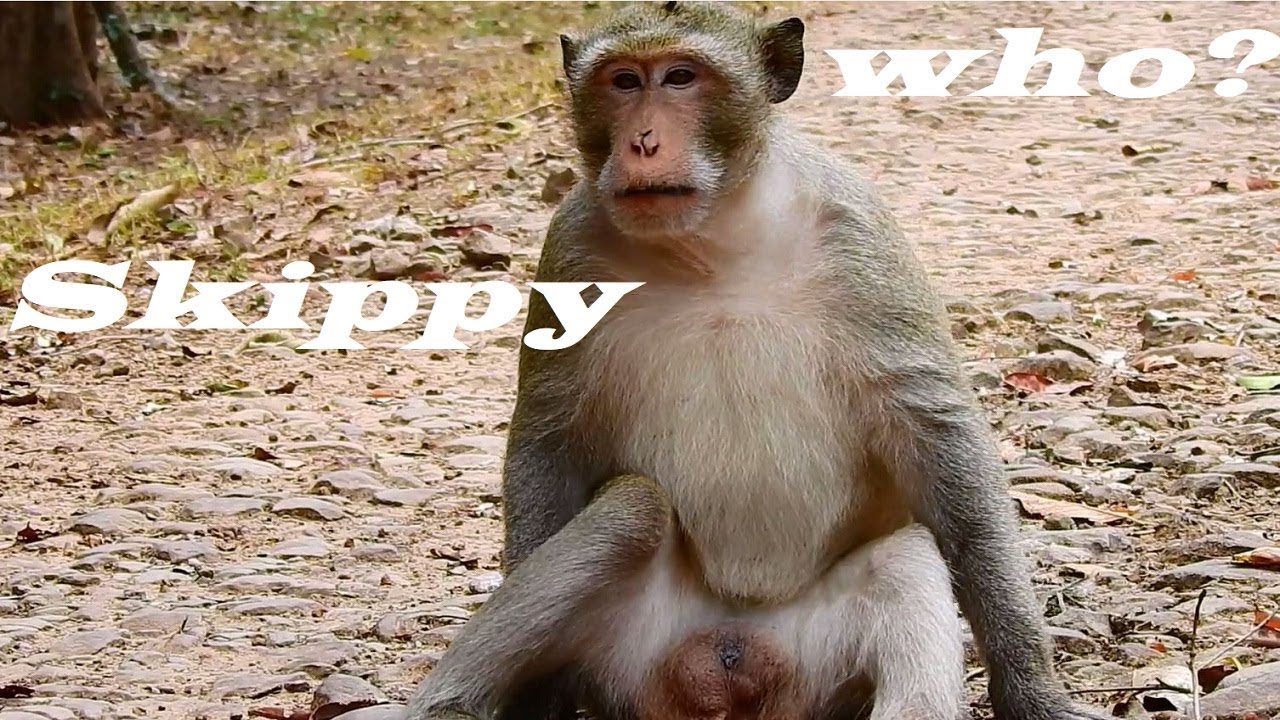 Look!! King Skippy Is Waiting And Counting His Ameri' Troop In The ...