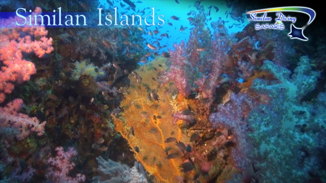 Similan & Surin Islands -introduction video [Similan Diving Safaris ...