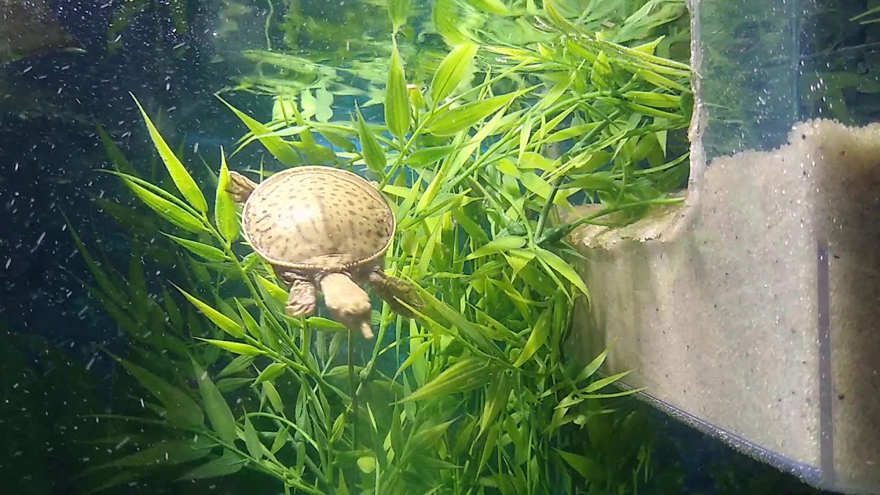 Baby Softshell Turtles in my 75 gallon aquarium. - YouTube