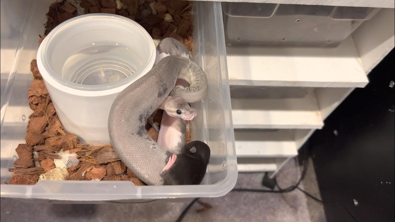 Hungry little psycho ball python hatchlings eating some eat pups ...