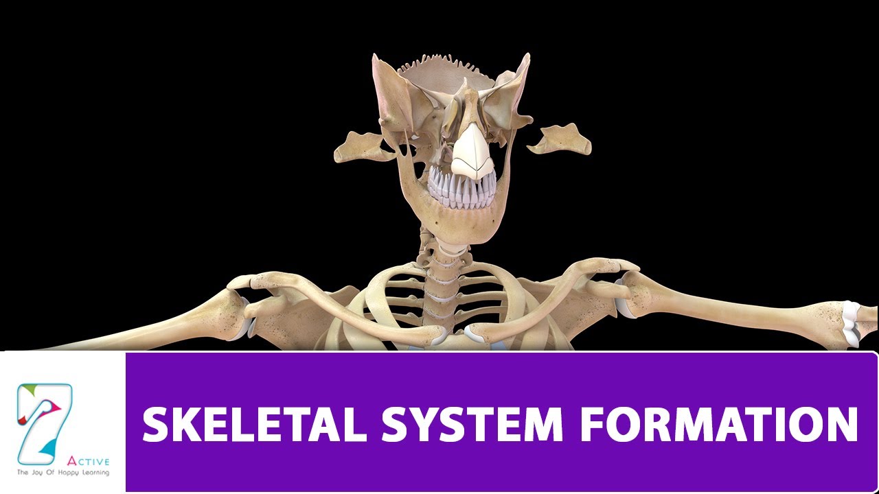 SKELETAL SYSTEM FORMATION - YouTube