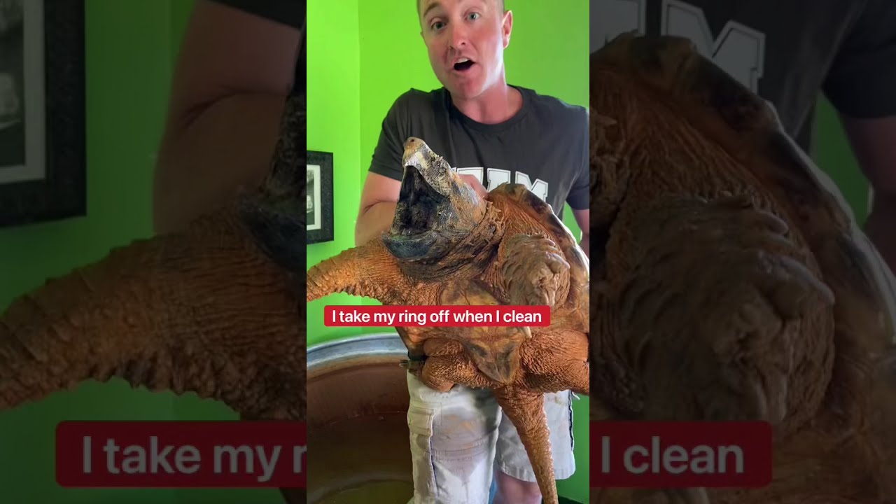 Picking Up Alligator Snapping Turtle!!! #shorts - YouTube