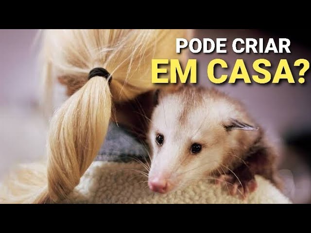 Animal De Estimacao Gamba Dourado Mau Cheiro De Gambá. Verdade Ou