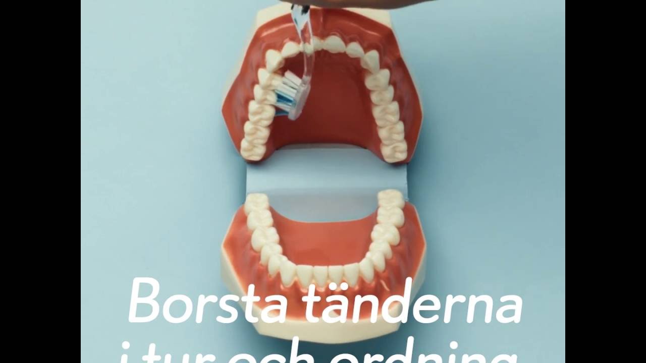 Borsta tänderna rätt - YouTube