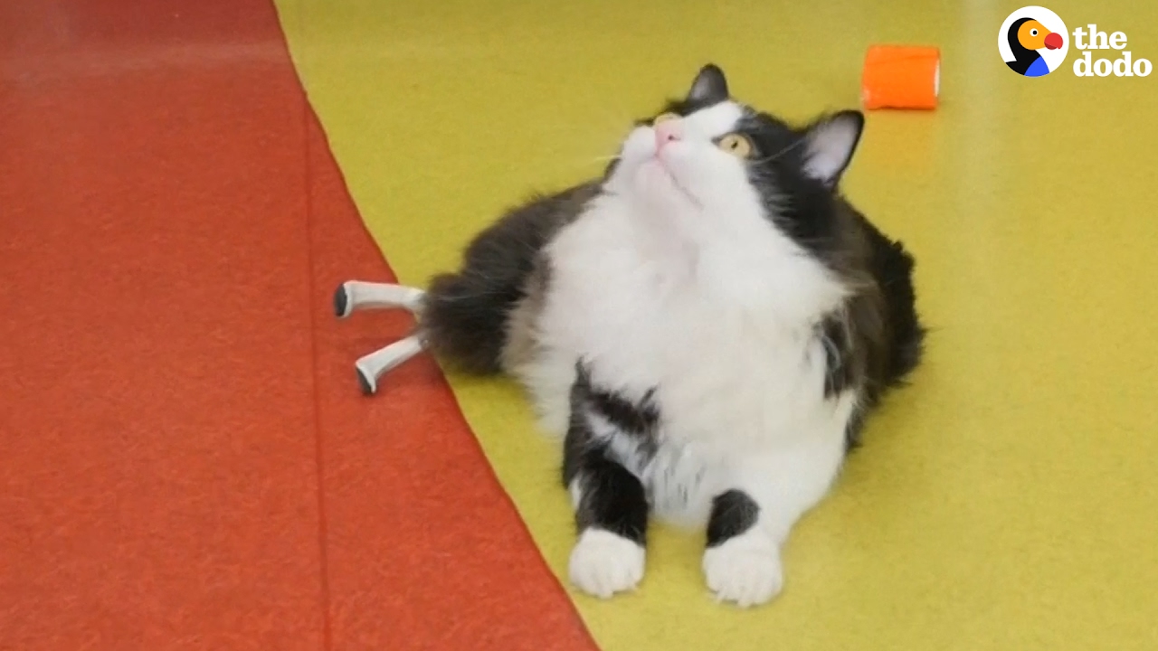 Cat Gets 'Peg Legs' | The Dodo - YouTube