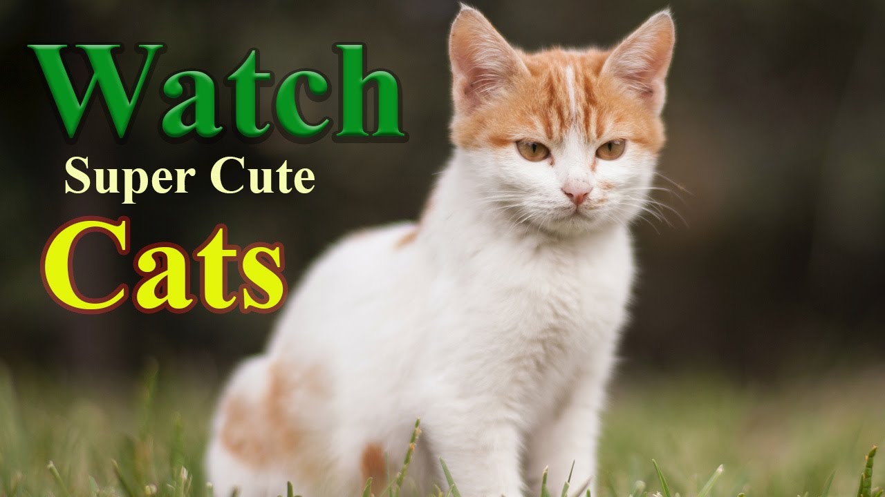 Super Cute Cats Compilation #cats #kittens #cute #adorable #funny# ...