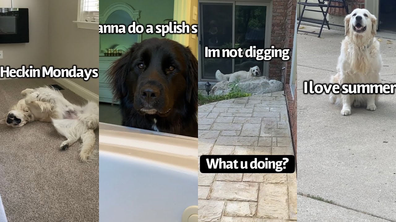 Monday Shenanigans With My Dogs - YouTube