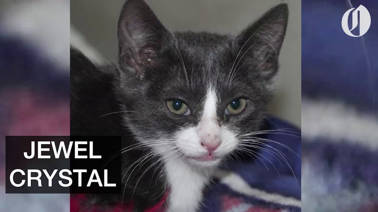 Kitten adoption event Dec. 17 - YouTube