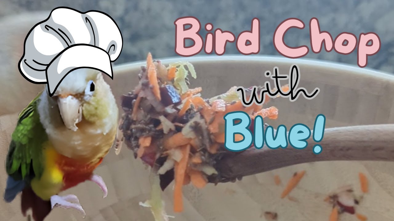 🥕 Making Fresh Bird Chop with My Conure Blue! 🦜 - YouTube