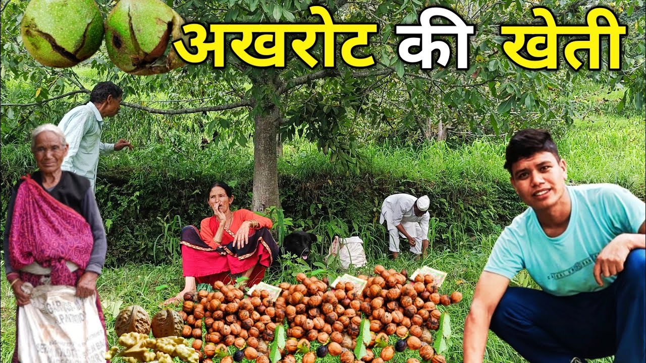 पहाड़ में अखरोट की खेती / Walnut tree" Pahadi lifestyle, Teju Gusain ...