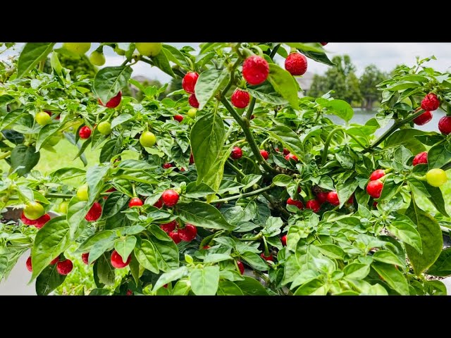 Wri Wri Pepper Vegetable Garden My Pepper Seeds Aren't Sprouting!