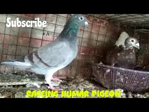 Raceing Humar pigeon in Kolkata very old bloodlines kabootar by Raza ...