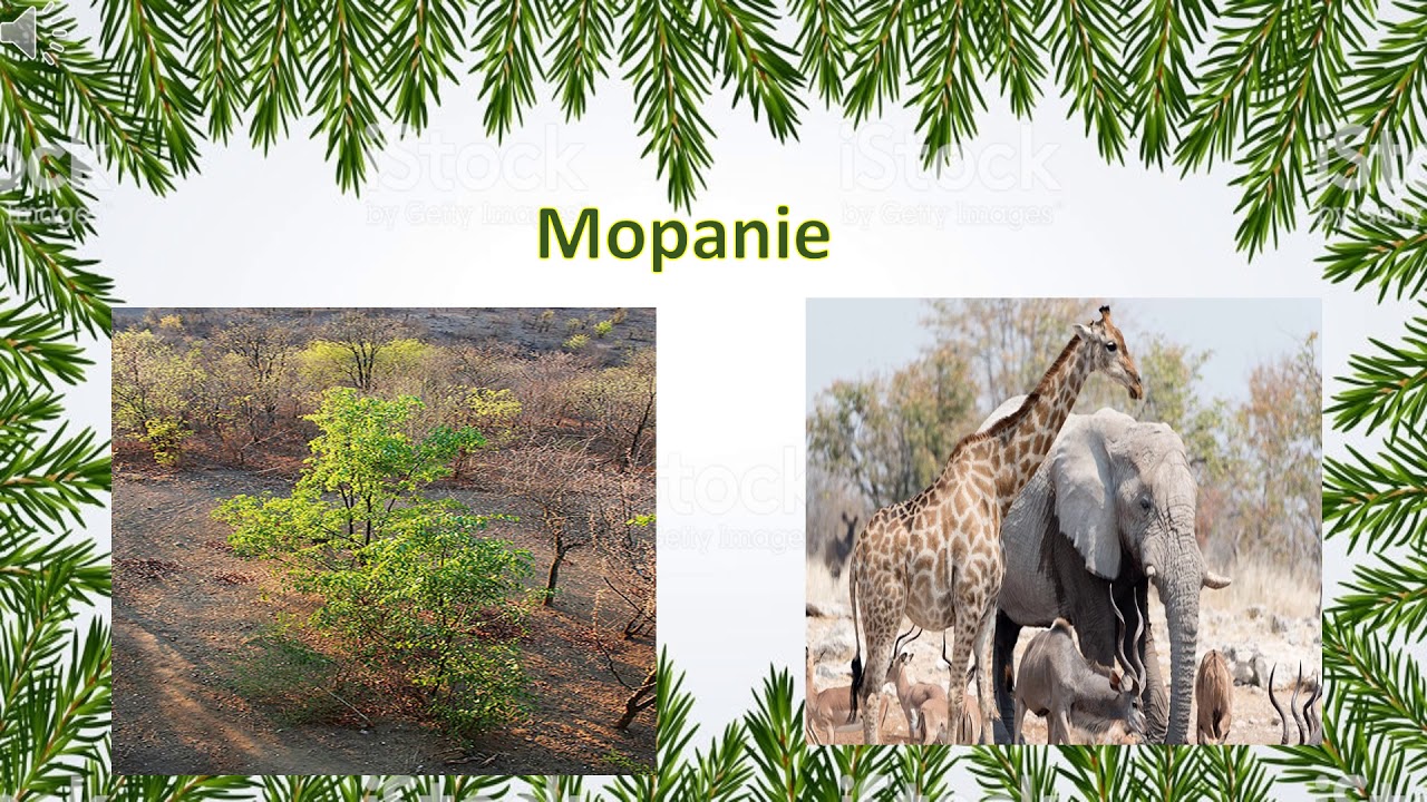 Geografie graad 4 : Bosbou les 7 - YouTube