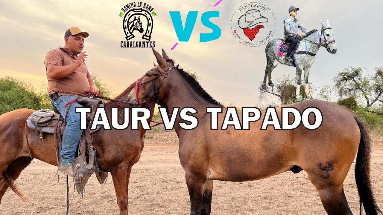 Preparando al Tahúr para su carrera 🆚el tapado del Ranchero95 - YouTube