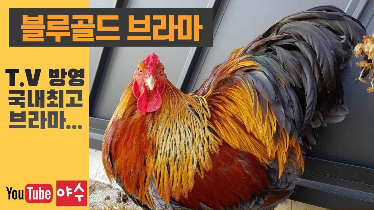 국내최고의 명품닭 블루골드 브라마 (Blue Gold Partridge Brahma) - YouTube