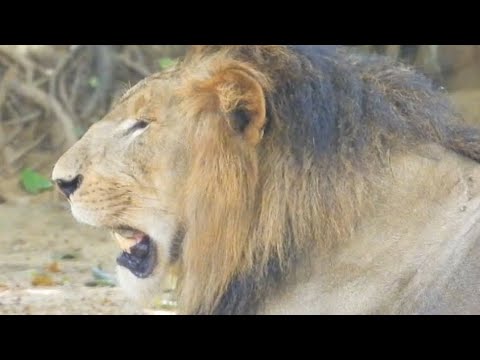 𝙇𝙞𝙤𝙣 : 𝘼𝙧𝙟𝙪𝙣 | 120𝙛𝙥𝙨 | 𝙕𝙤𝙤𝙡𝙤𝙜𝙞𝙘𝙖𝙡 𝙋𝙖𝙧𝙠 - YouTube