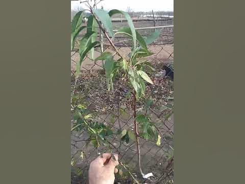 миндаль никитинский листья не осыпались декабрь 23г - YouTube