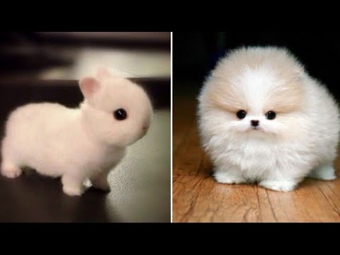 Funny And Cute Animals #4