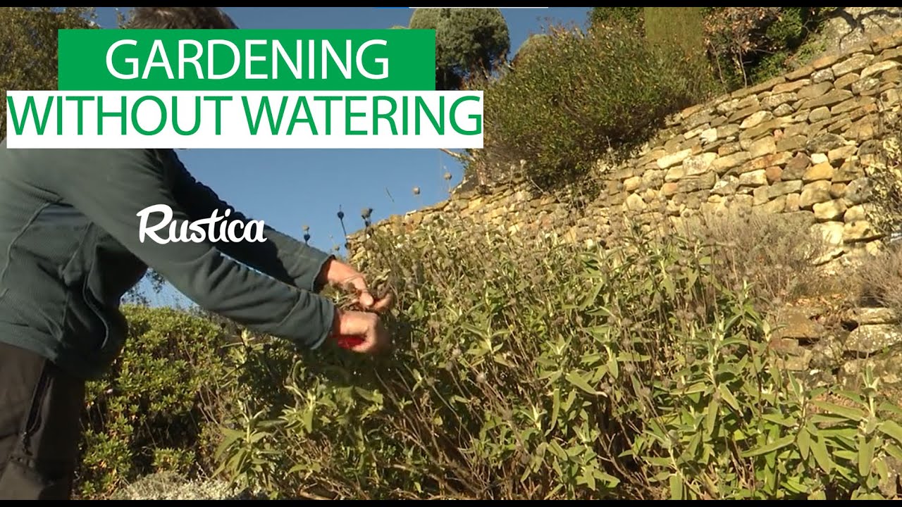 Gardening without watering: embrace the dry garden! - YouTube