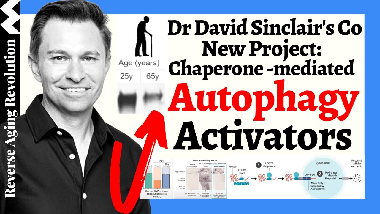 Dr David Sinclair’s Co's NEW Project - Small Molecules Autophagy ...