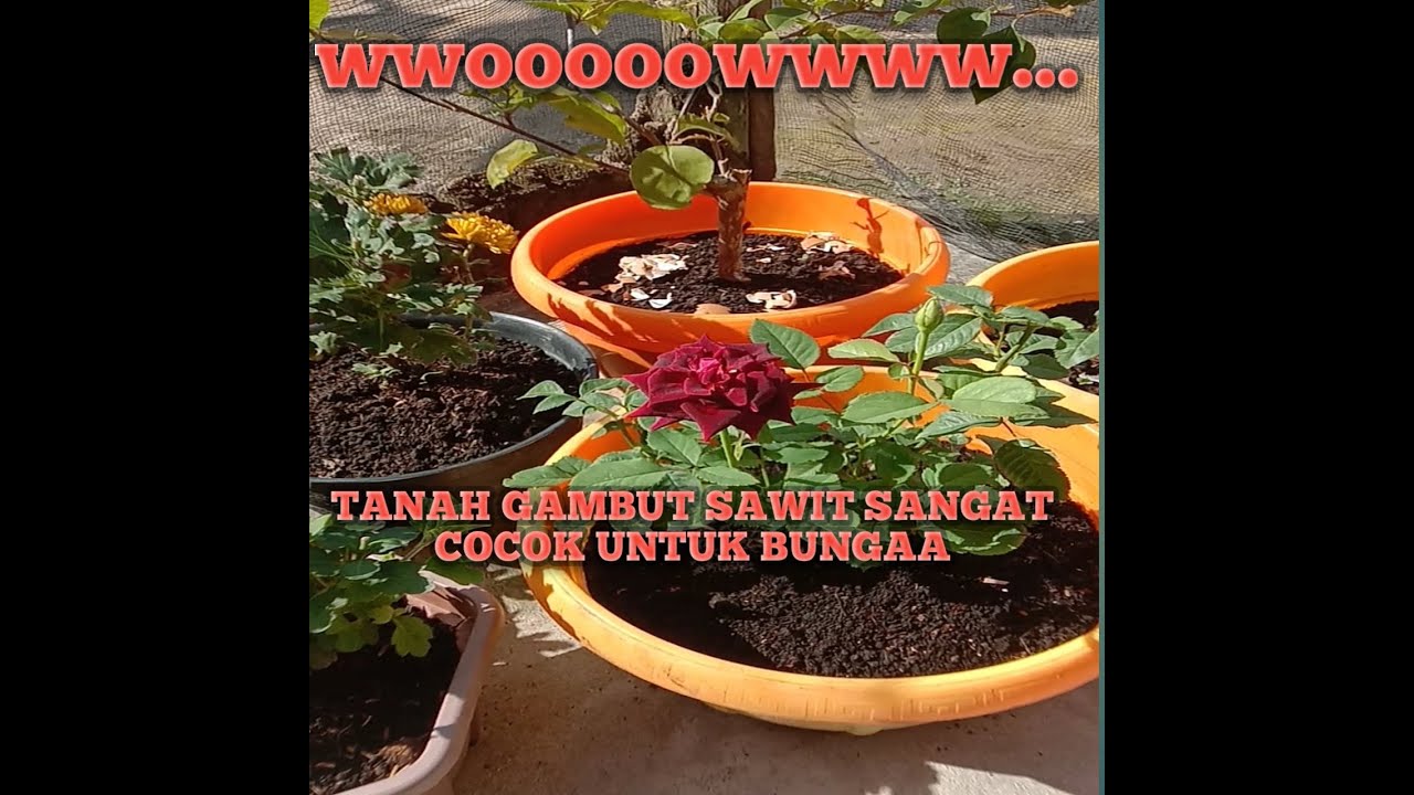 TANAH GAMBUT POHON SAWIT SANGAT BAGUS UNTUK PENANAMAN BUNGA - YouTube