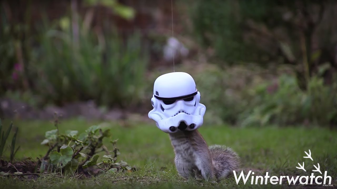 Star Wars Squirrel