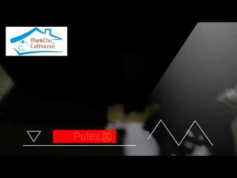 Intip Tidur Kucing Kucing Rescue di Mankchu_Cat_House