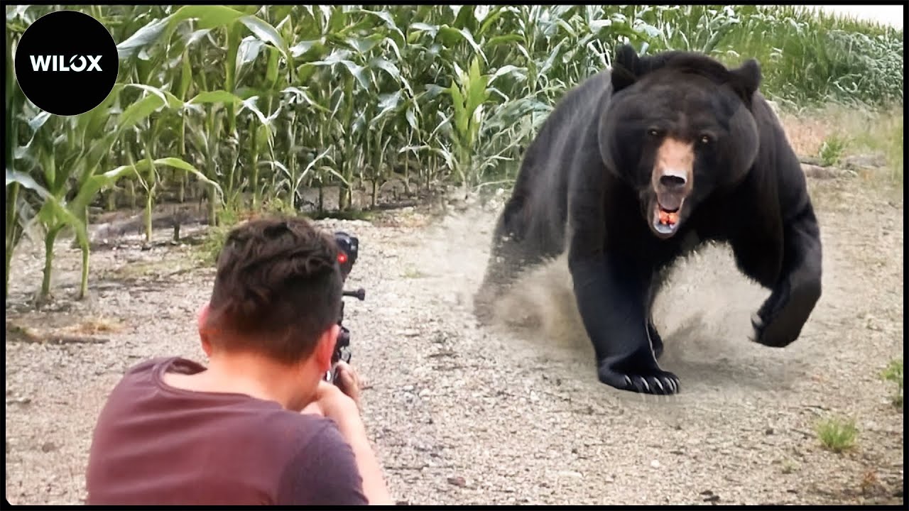 Black Bear Hunting – How Japanese Farmers Protect Their Farms From ...