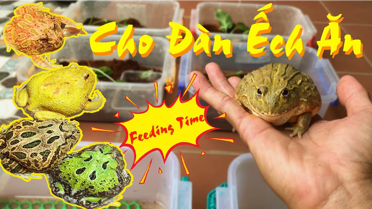 Ếch Pacman Cắn Nhau, Cho Ếch Pacman Ăn Cá, Cho Ếch Bull Ăn Dế | Vũ Lê ...