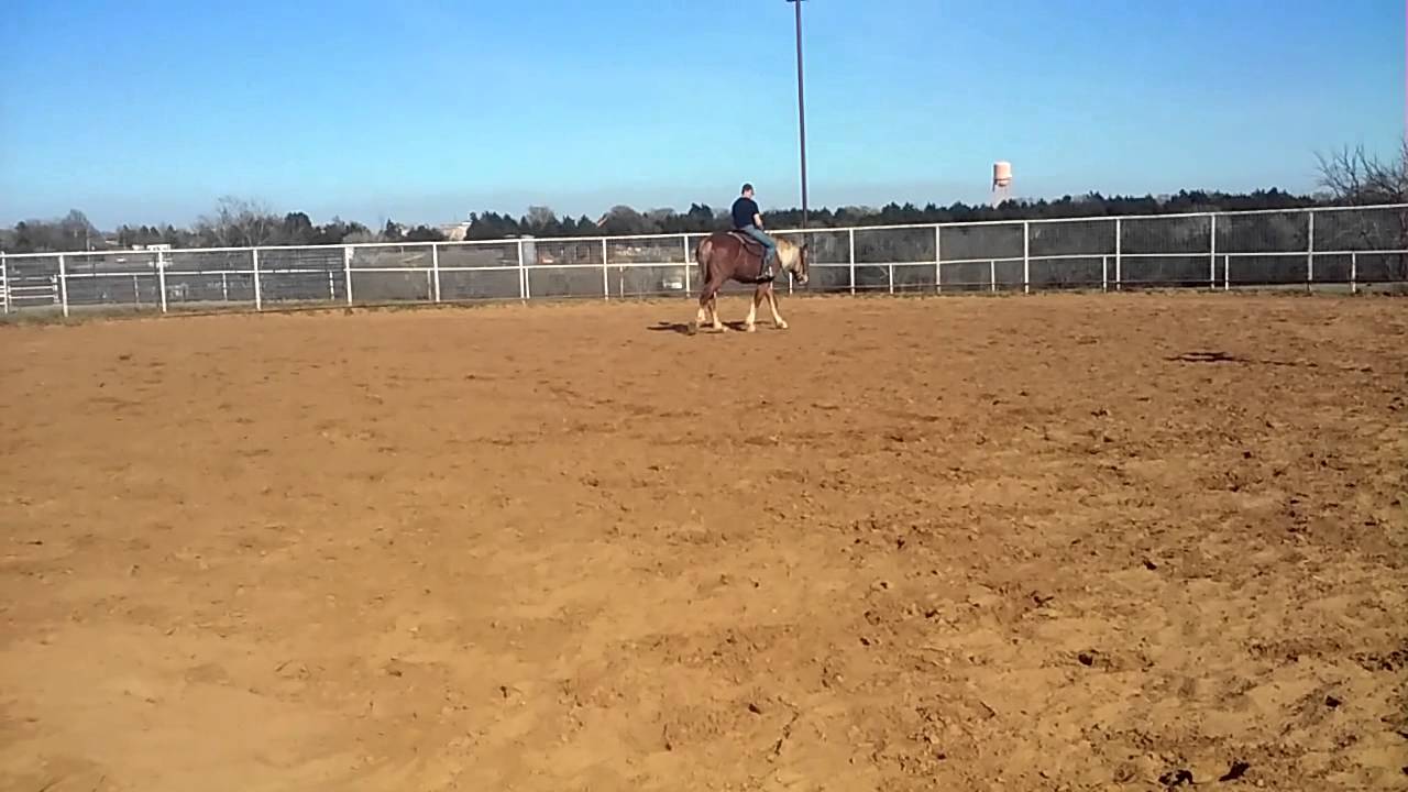 Cole Horses - YouTube