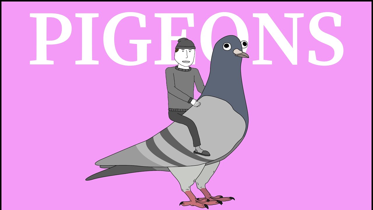 Odd Pigeon Knowledge - YouTube