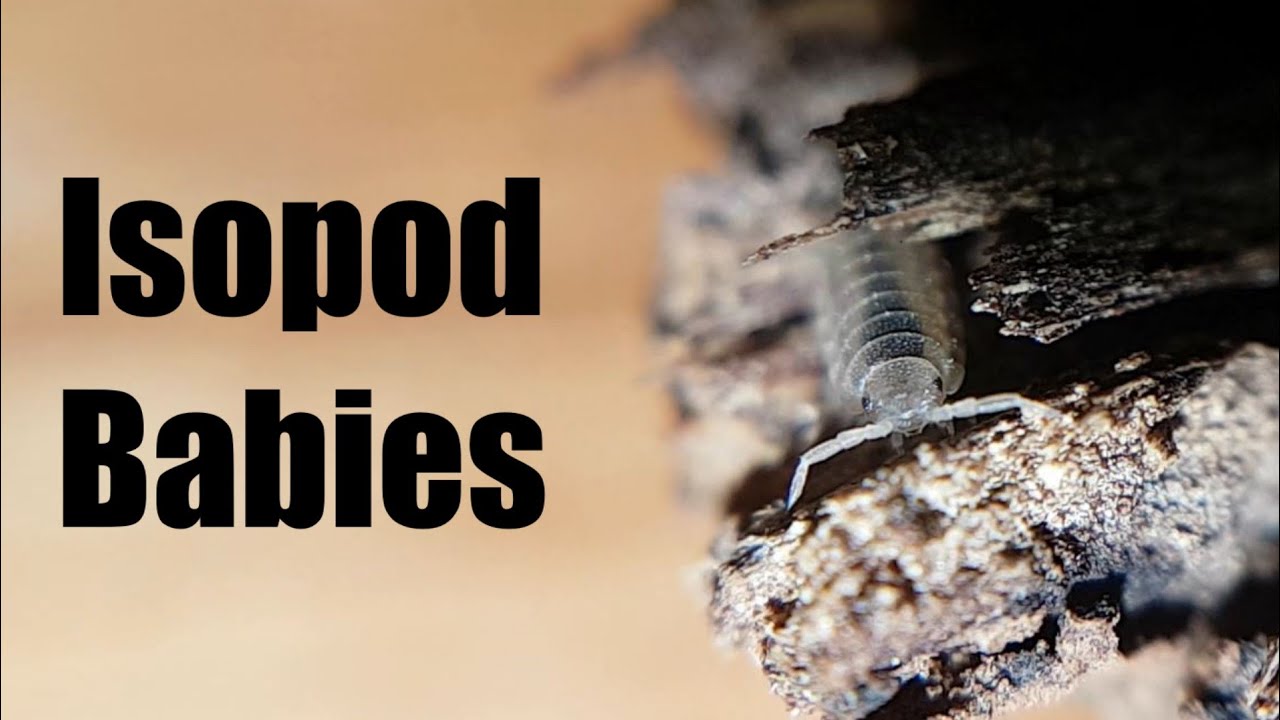 Isopod Babies! The interesting mating behavior of P. scaber and why ...