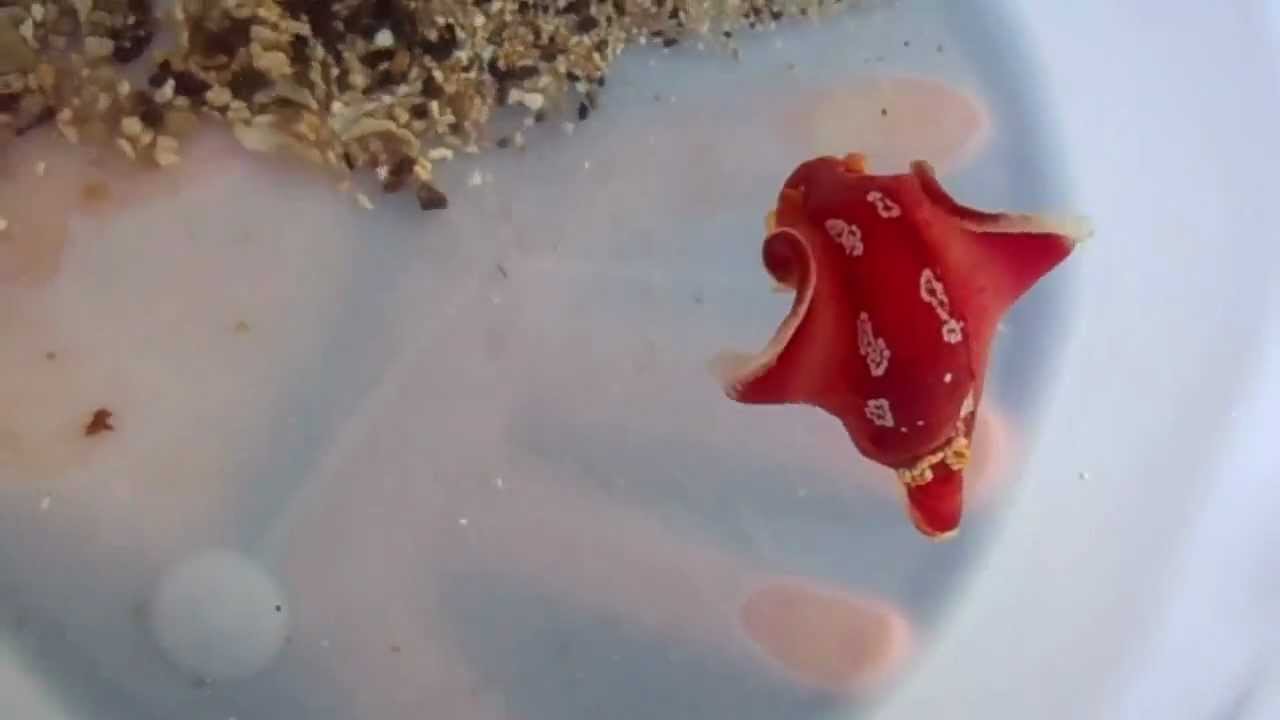 Spanish Dancer Sea Slug - YouTube