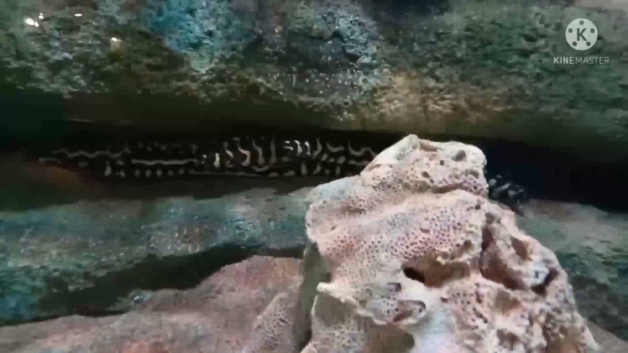 Convict Coby Fish..@ The Top Boutique Aquarium Penang Malaysia - YouTube